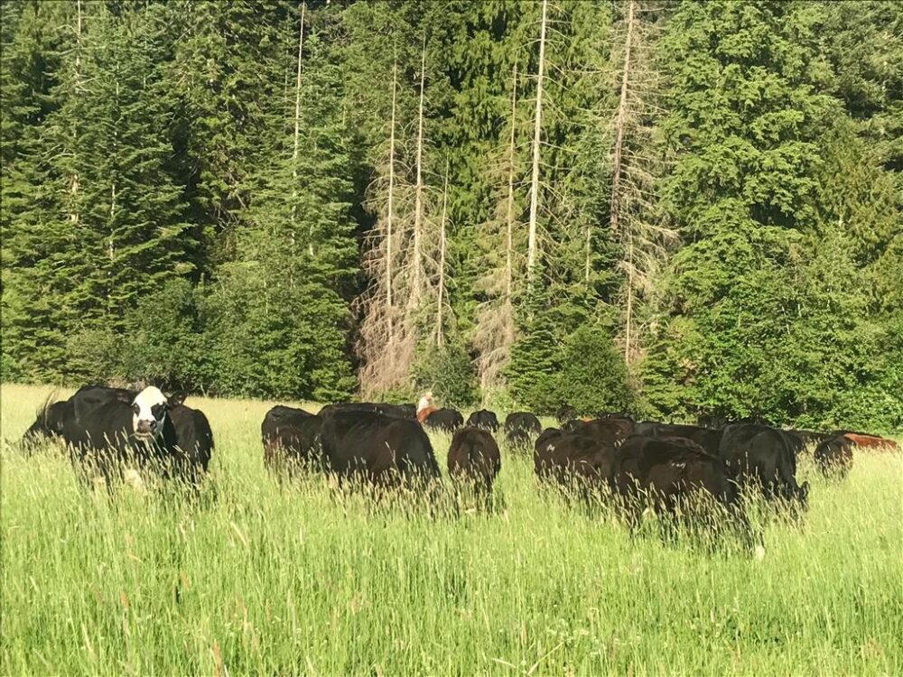 Lazy JM Ranch | Idaho Preferred