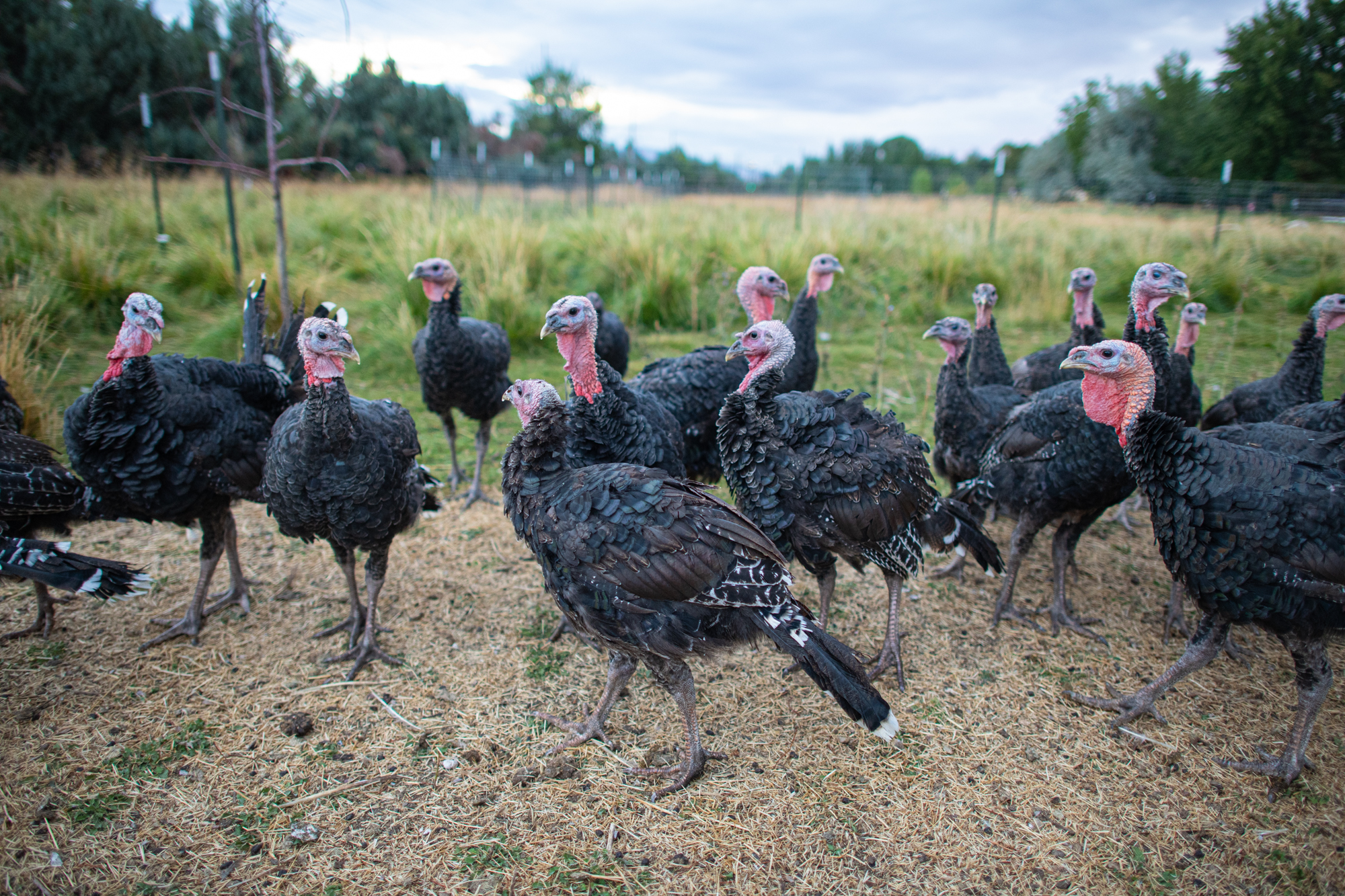 Poultry (Turkey) | Idaho Preferred