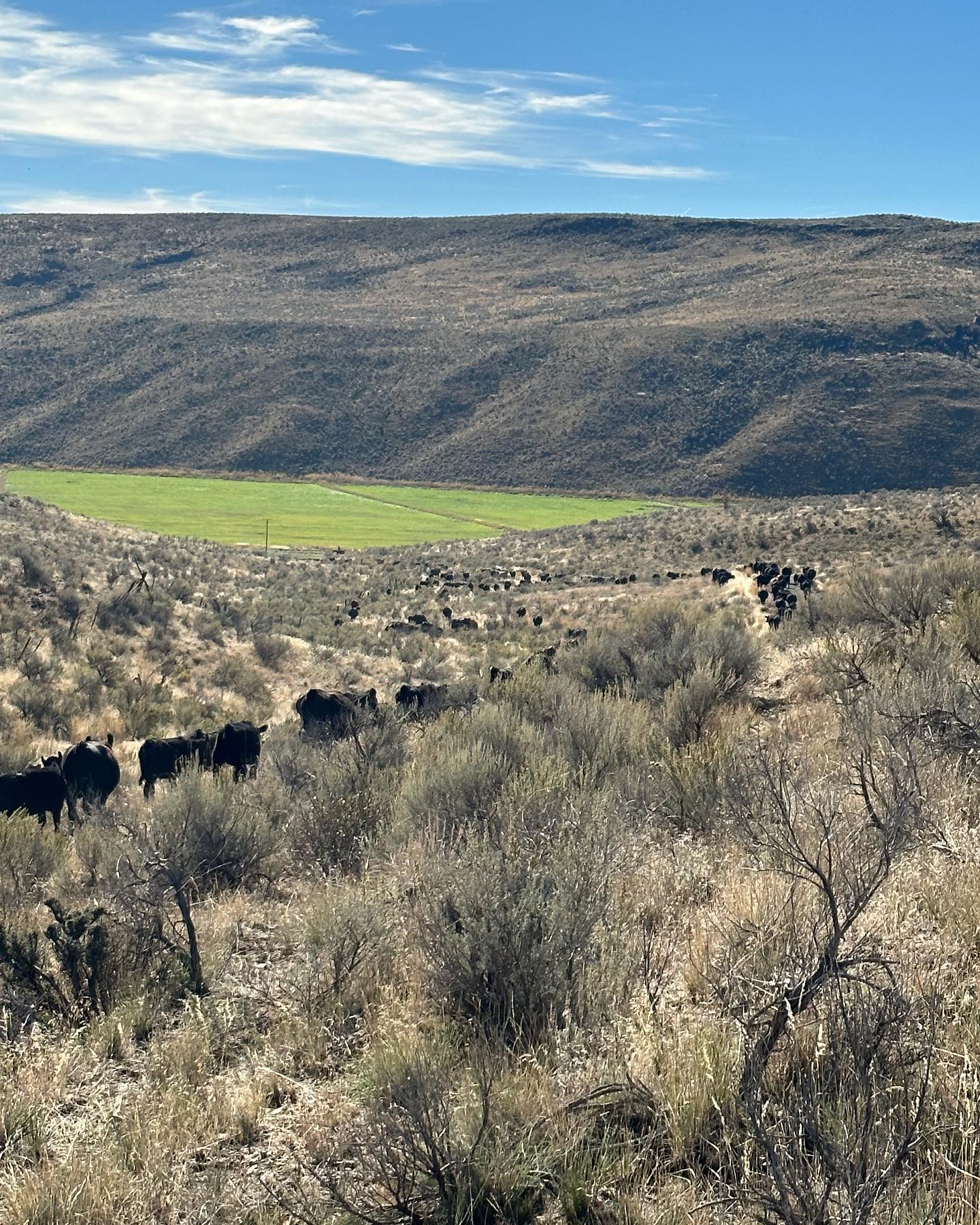 Thomas Cattle Company | Idaho Preferred