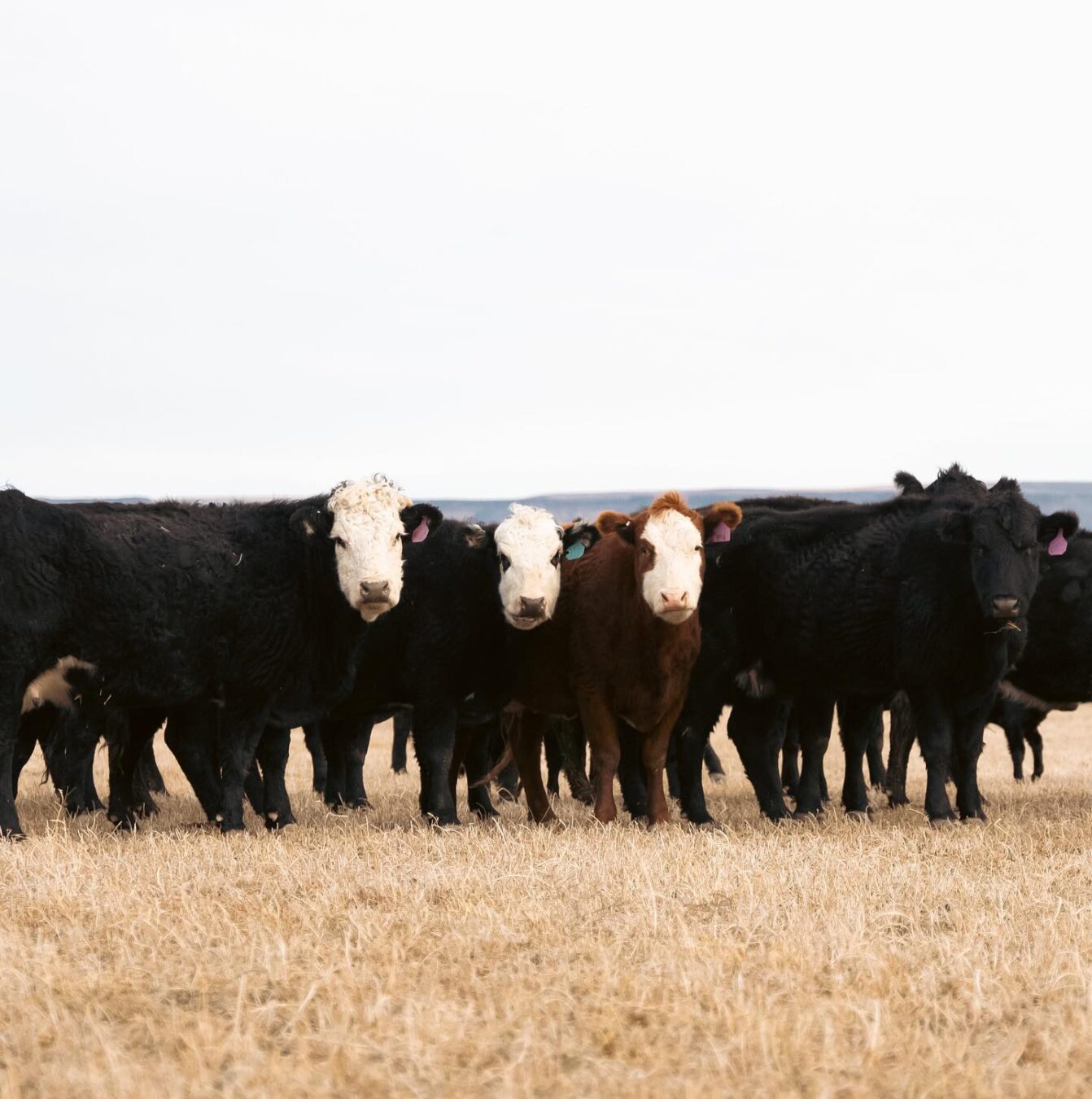 Thomas Cattle Company | Idaho Preferred