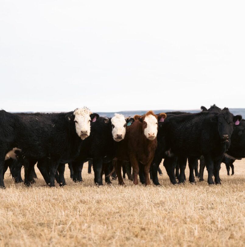 Thomas Cattle Company | Idaho Preferred