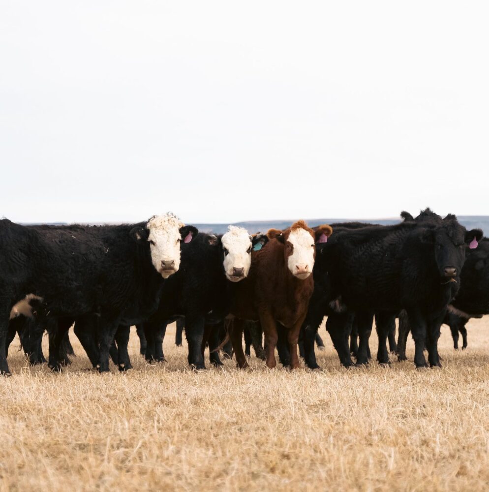 Thomas Cattle Company | Idaho Preferred