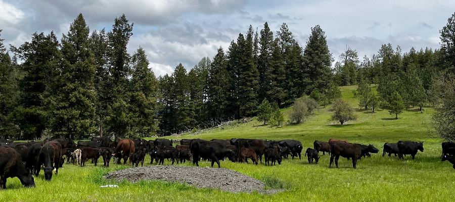Thomas Cattle Company | Idaho Preferred