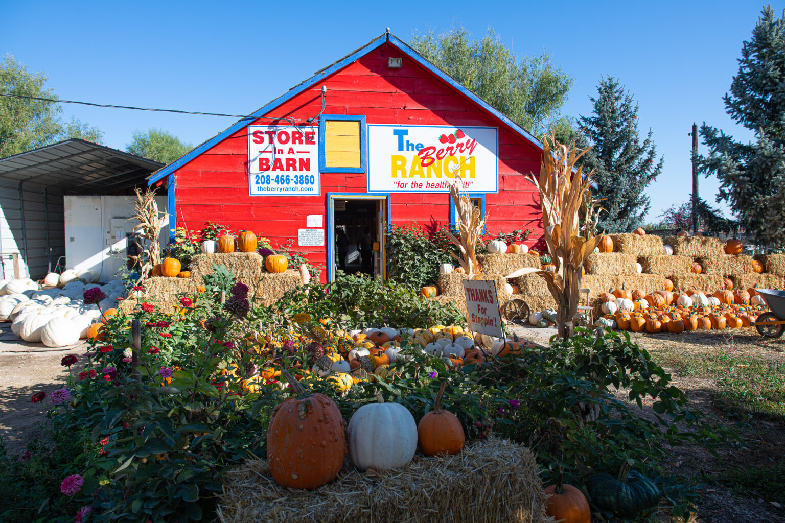 Idaho Pumpkin Patch and Corn Maze Directory | Idaho Preferred
