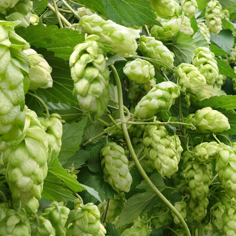 Products | Idaho Preferred