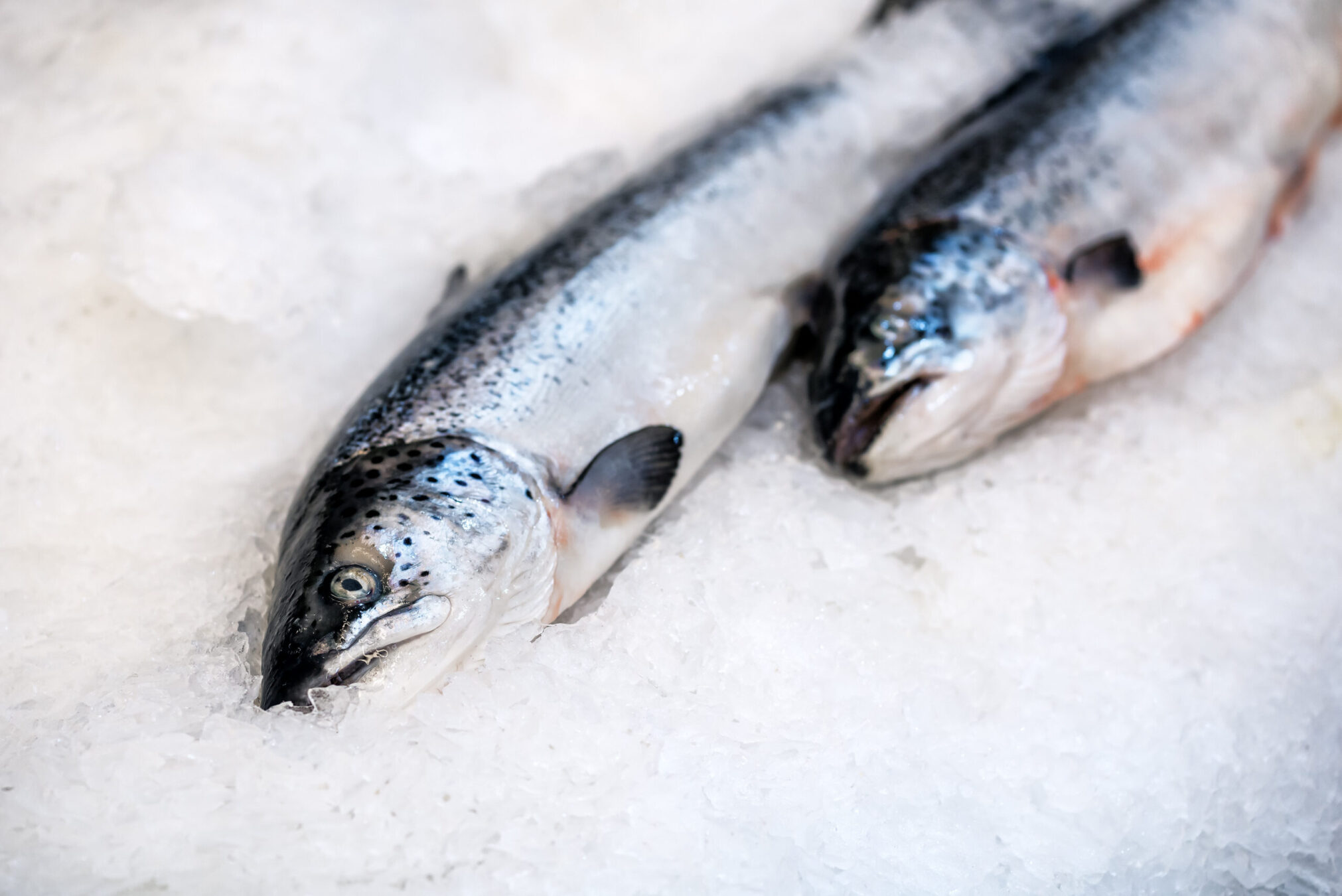 Trout | Idaho Preferred