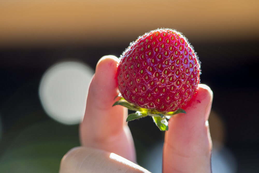 Strawberries | Idaho Preferred