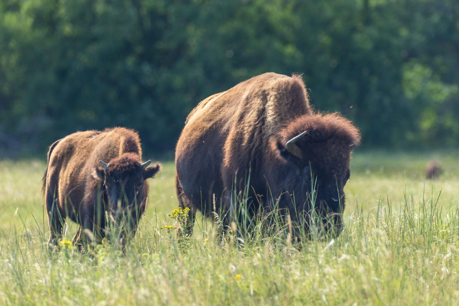 Bison | Idaho Preferred
