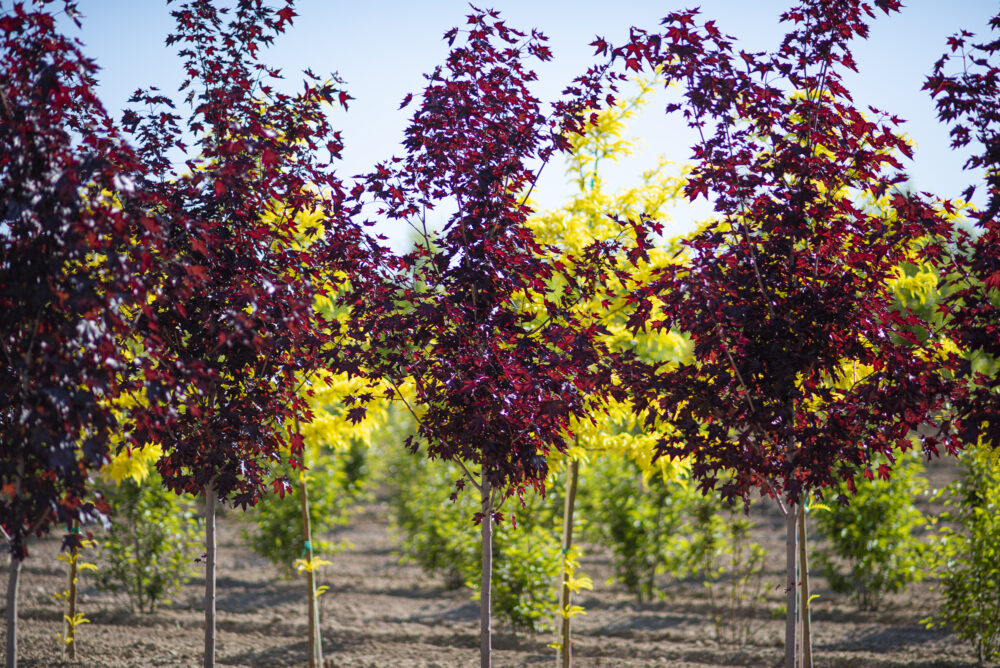 Nursery | Idaho Preferred