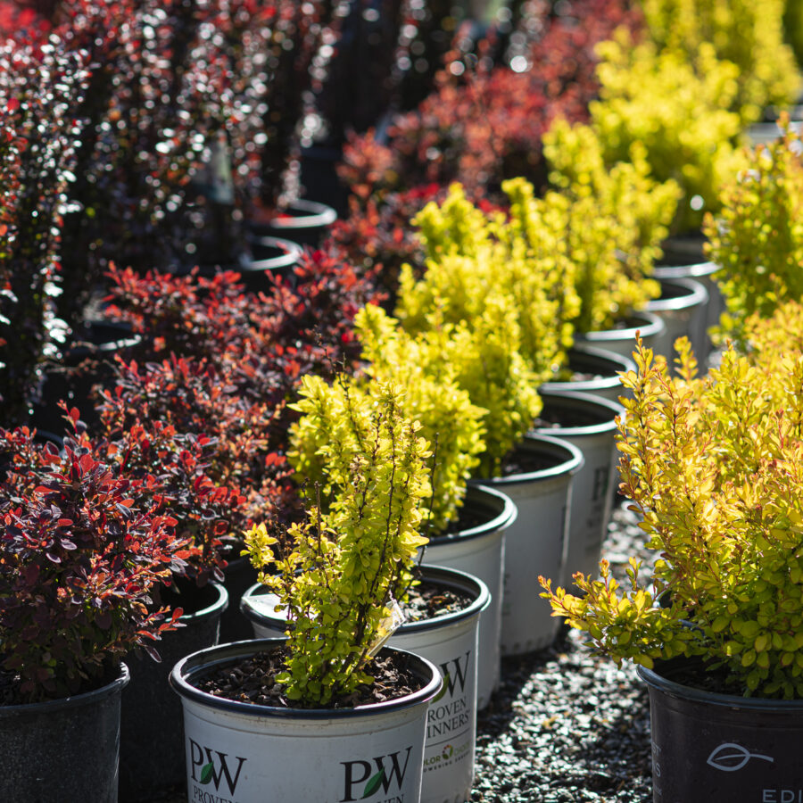 Nursery | Idaho Preferred