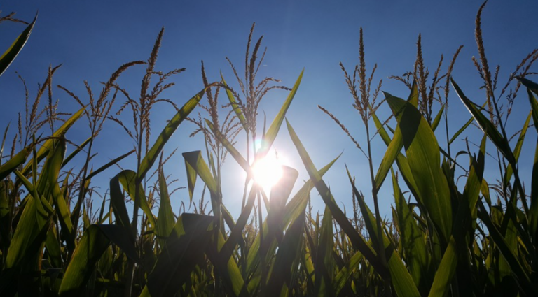 Corn Mazes | Idaho Preferred