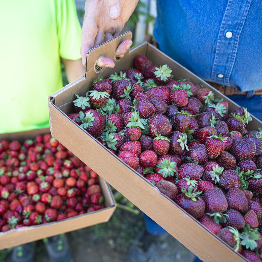 The Berry Ranch | Idaho Preferred
