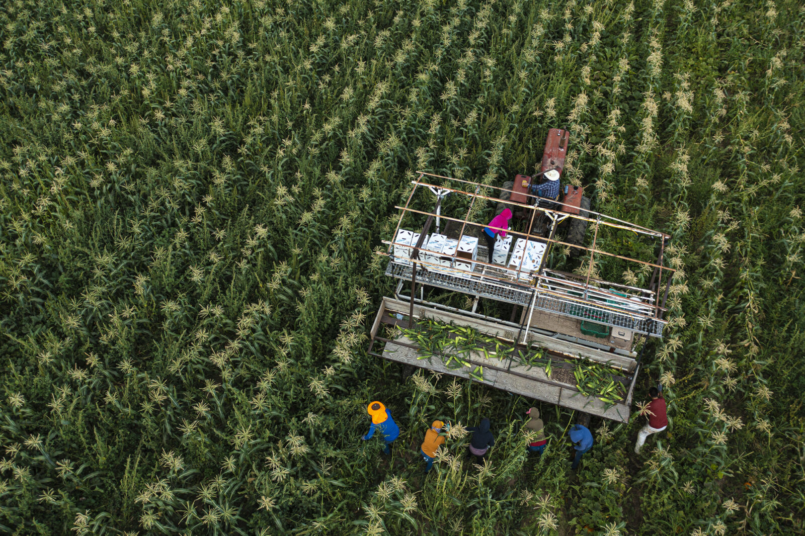 Wissel Farms | An Idaho Farmer Story | Idaho Preferred