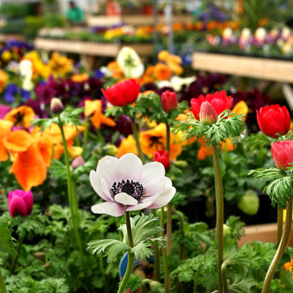 Jordan's Garden Center & Seasonal Market | Idaho Preferred