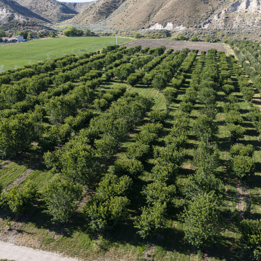 Williams Fruit Ranch | Idaho Preferred