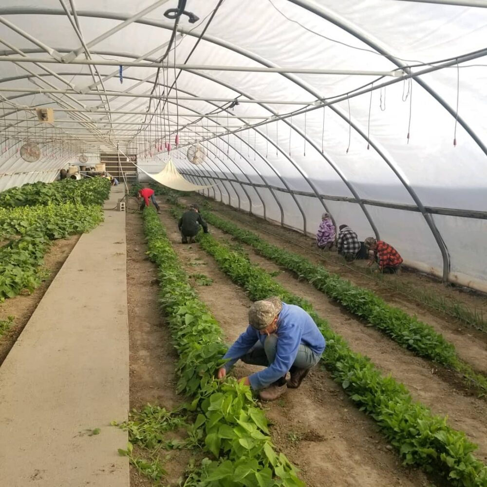Idaho Preferred's Essential Nursery, Greenhouse & Garden Center Guide ...