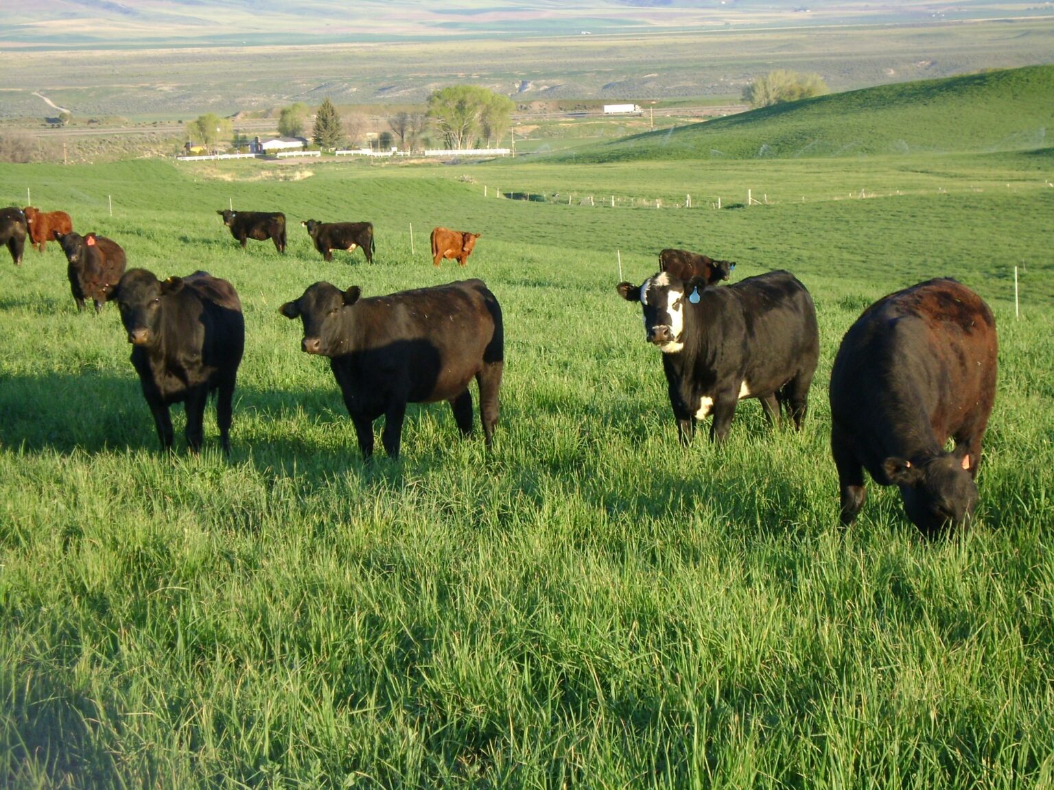 Farm-Raised Meat Guide: Beef | Idaho Preferred