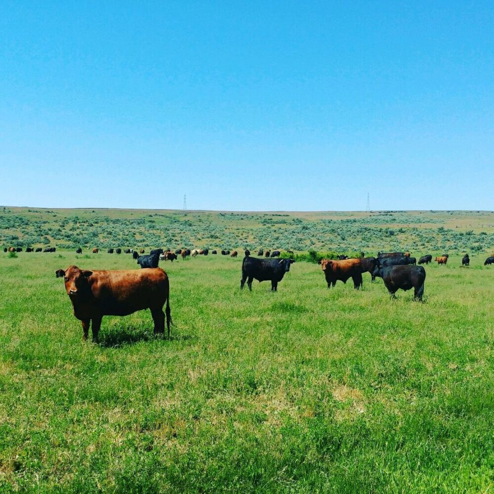 Farm-Raised Meat Guide: Beef | Idaho Preferred