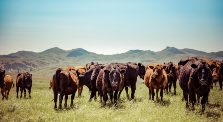 Idaho Farm Stands | Idaho Preferred