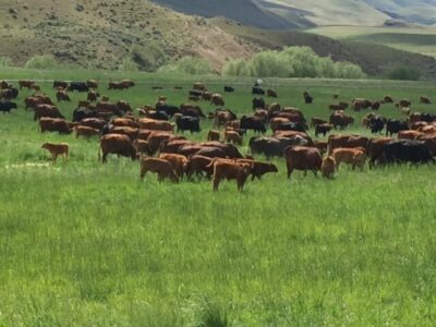 Farm-Raised Meat Guide: Beef | Idaho Preferred