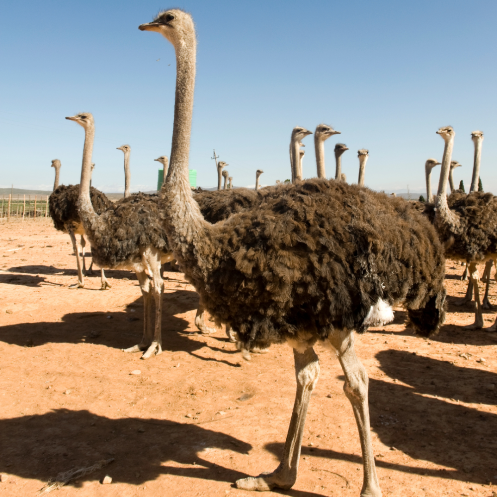 Poultry (Ostrich) | Idaho Preferred