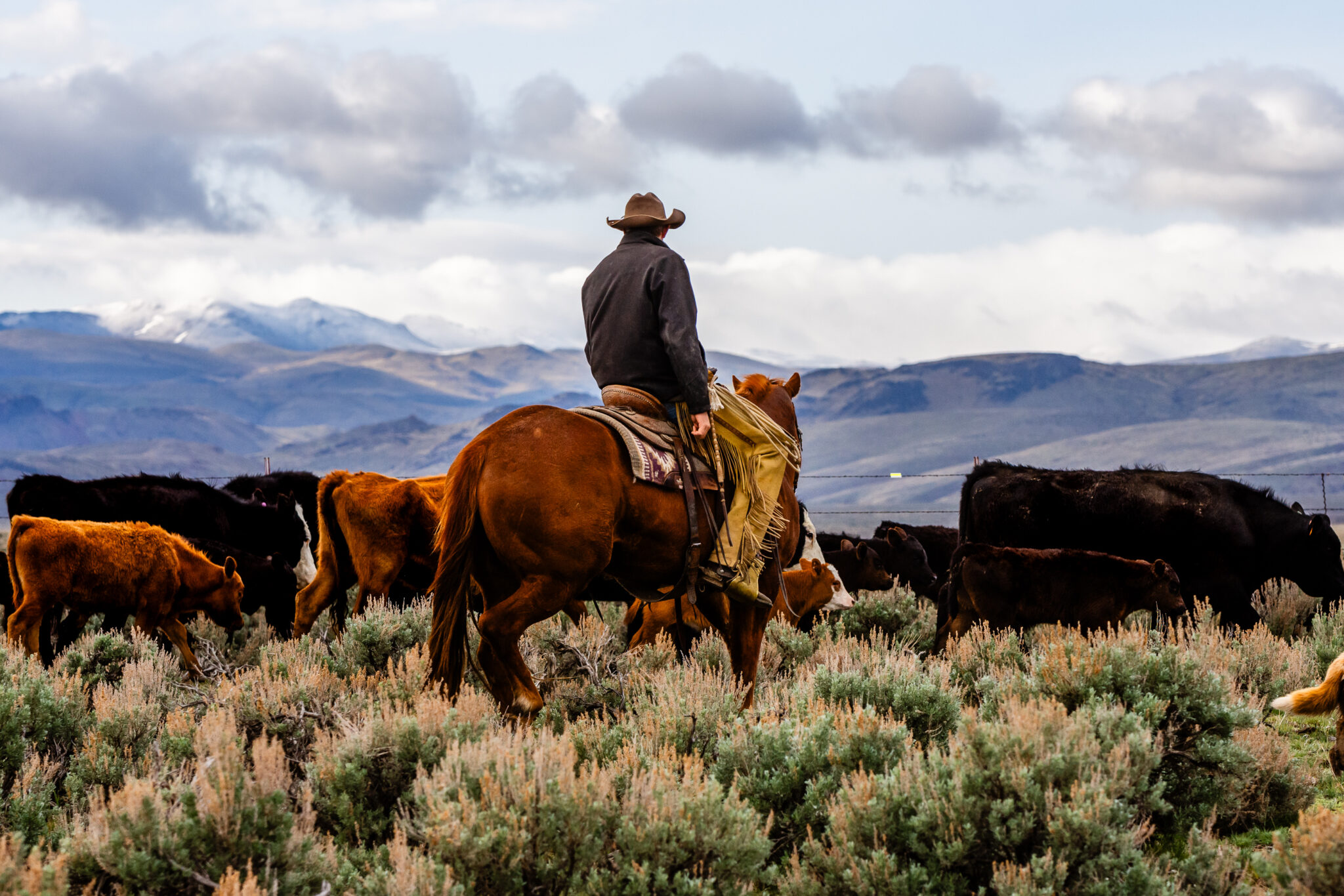 Thomas Cattle Company | Idaho Preferred