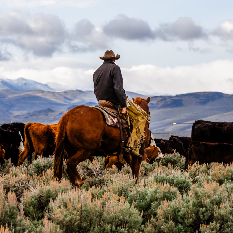 Thomas Cattle Company | Idaho Preferred