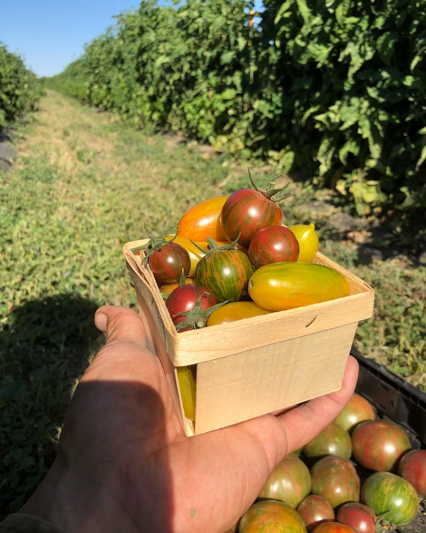 True Roots Organics | Idaho Preferred