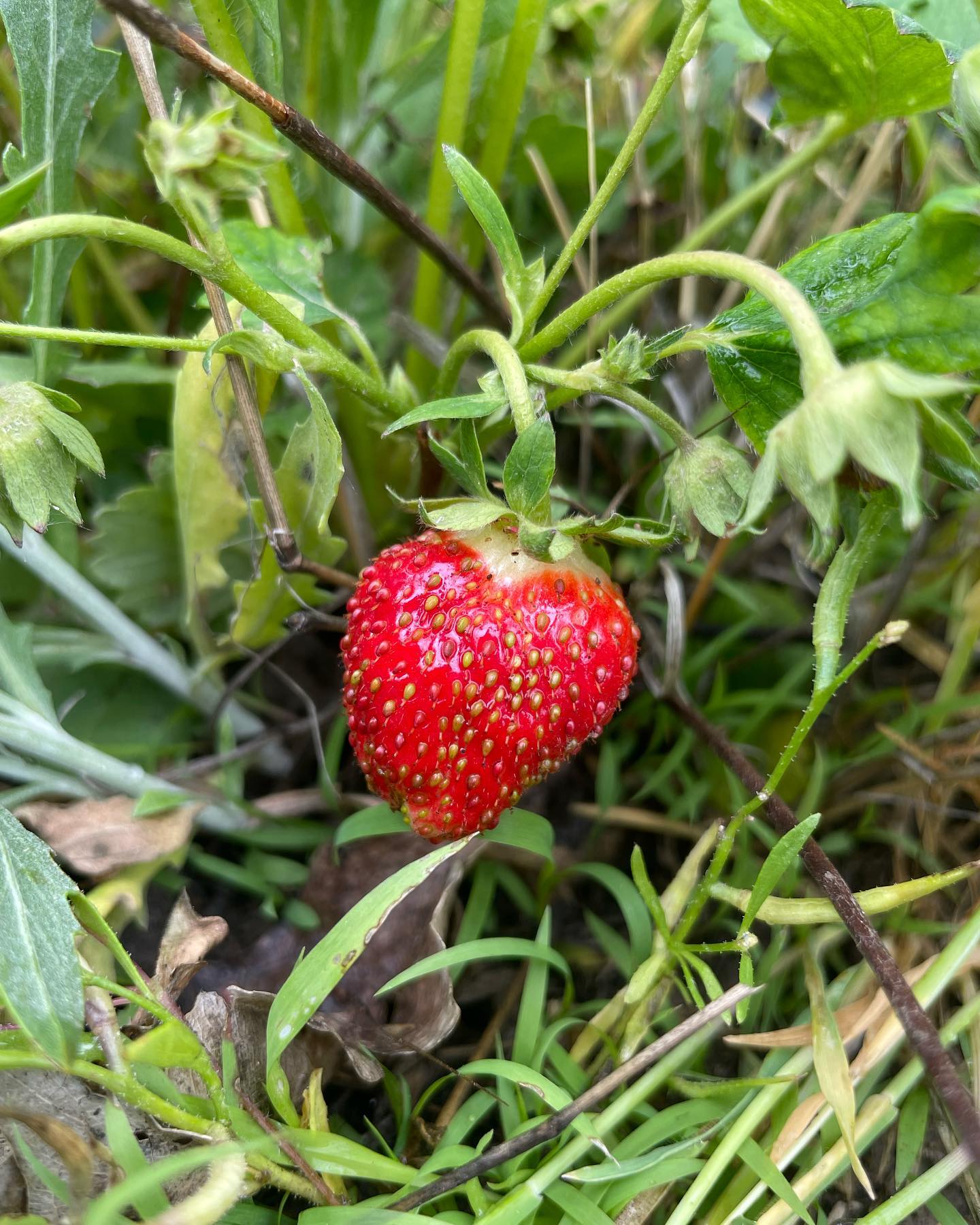 True Roots Organics | Idaho Preferred