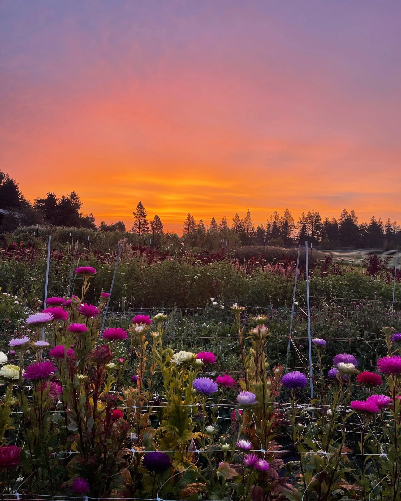 Sowing Joy Farm | Idaho Preferred