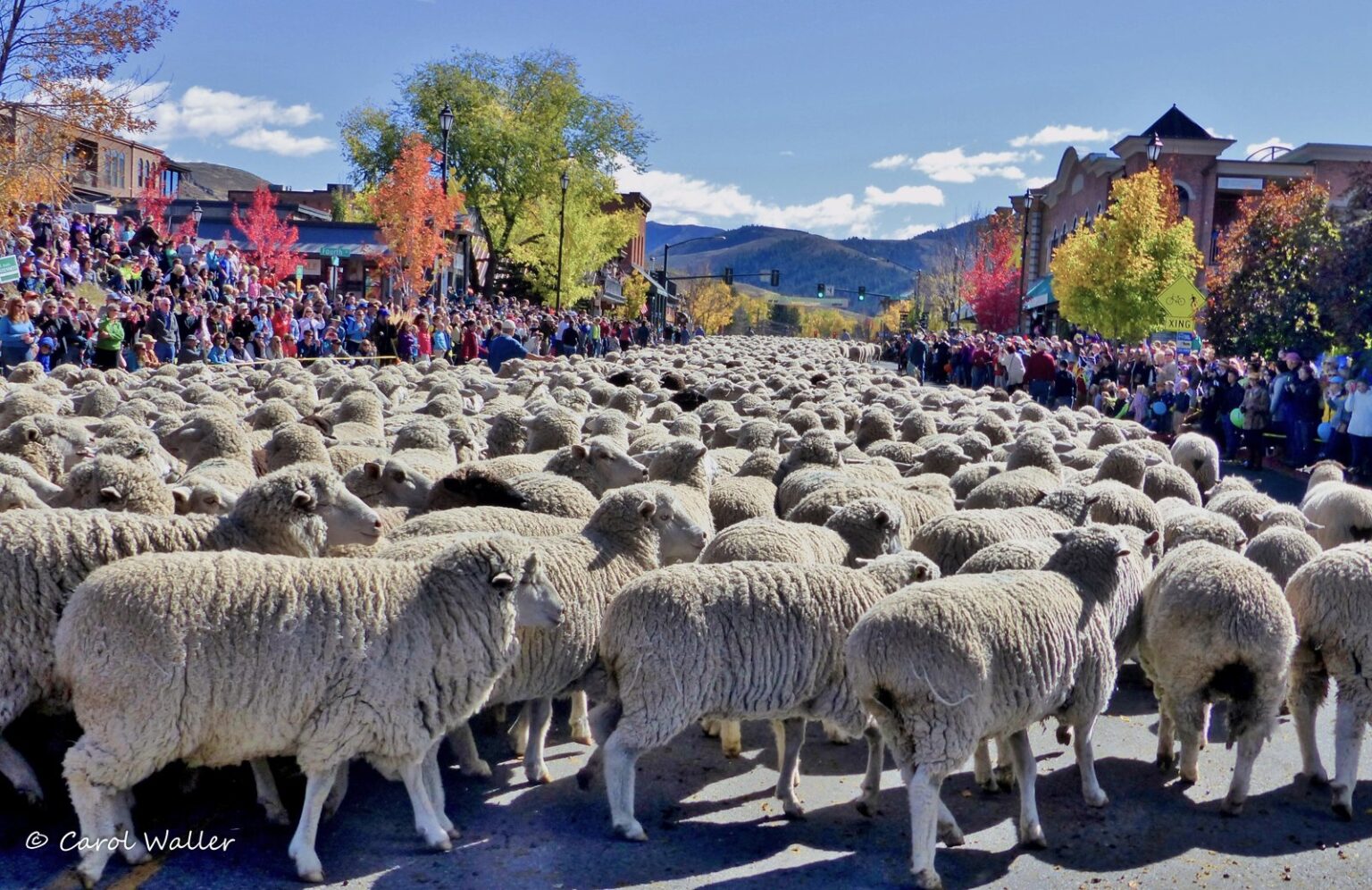 28th Annual Trailing of the Sheep Festival | Idaho Preferred